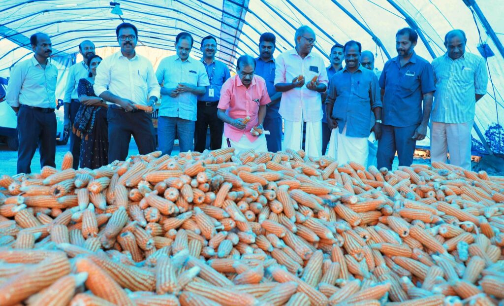 KFL Sights Success in Indigenous Maize Crop; First Load Reaches PSU’s ...